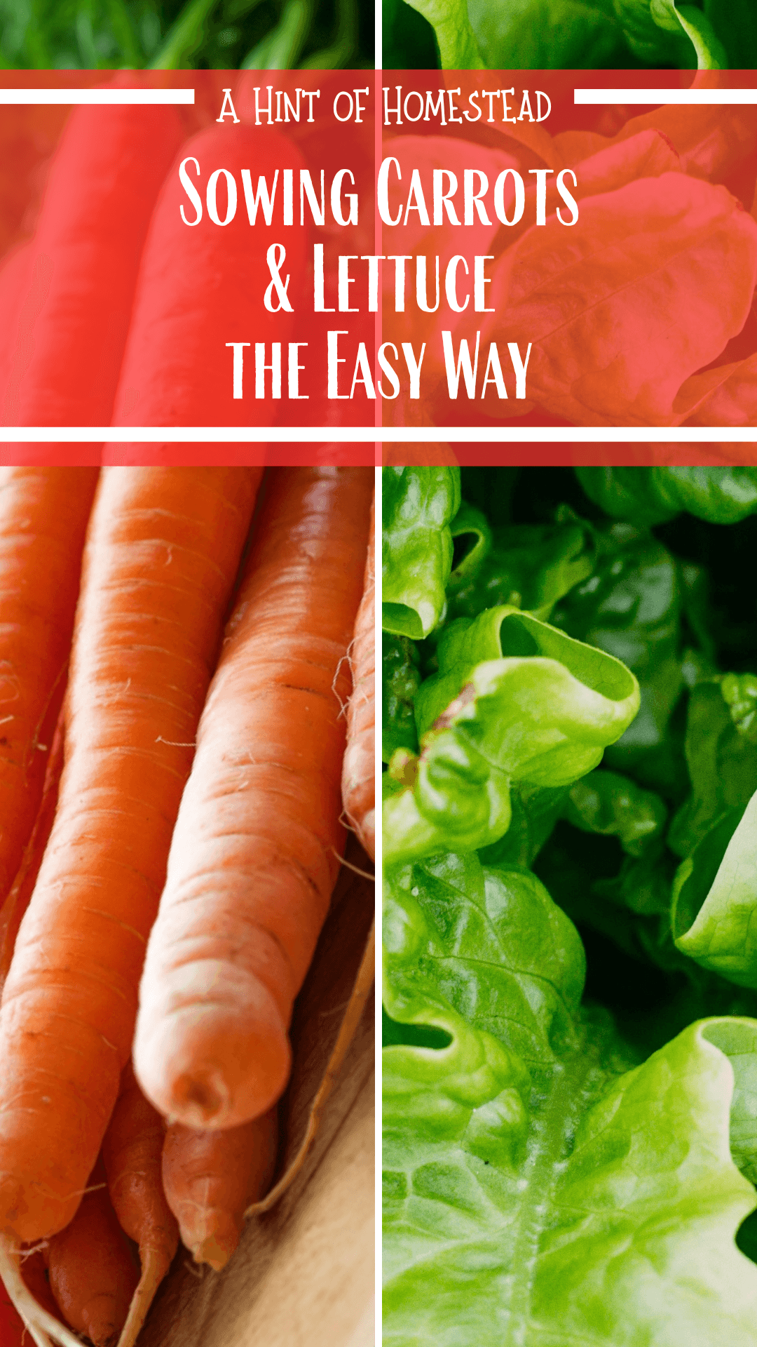 Sowing Carrot and Lettuce Seeds the Easy Way with Cornstarch - A Hint ...