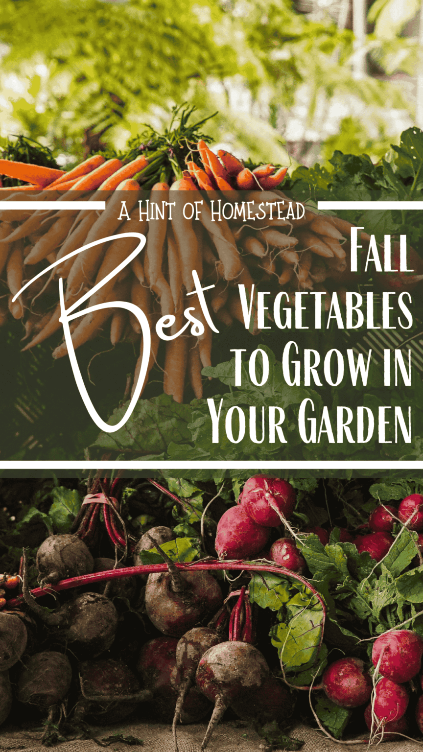 Best Fall Vegetables to Grow in Your Garden - A Hint of Homestead