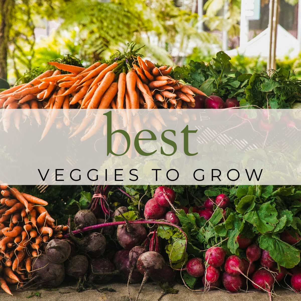 Best Fall Vegetables to Grow in Your Garden - A Hint of Homestead