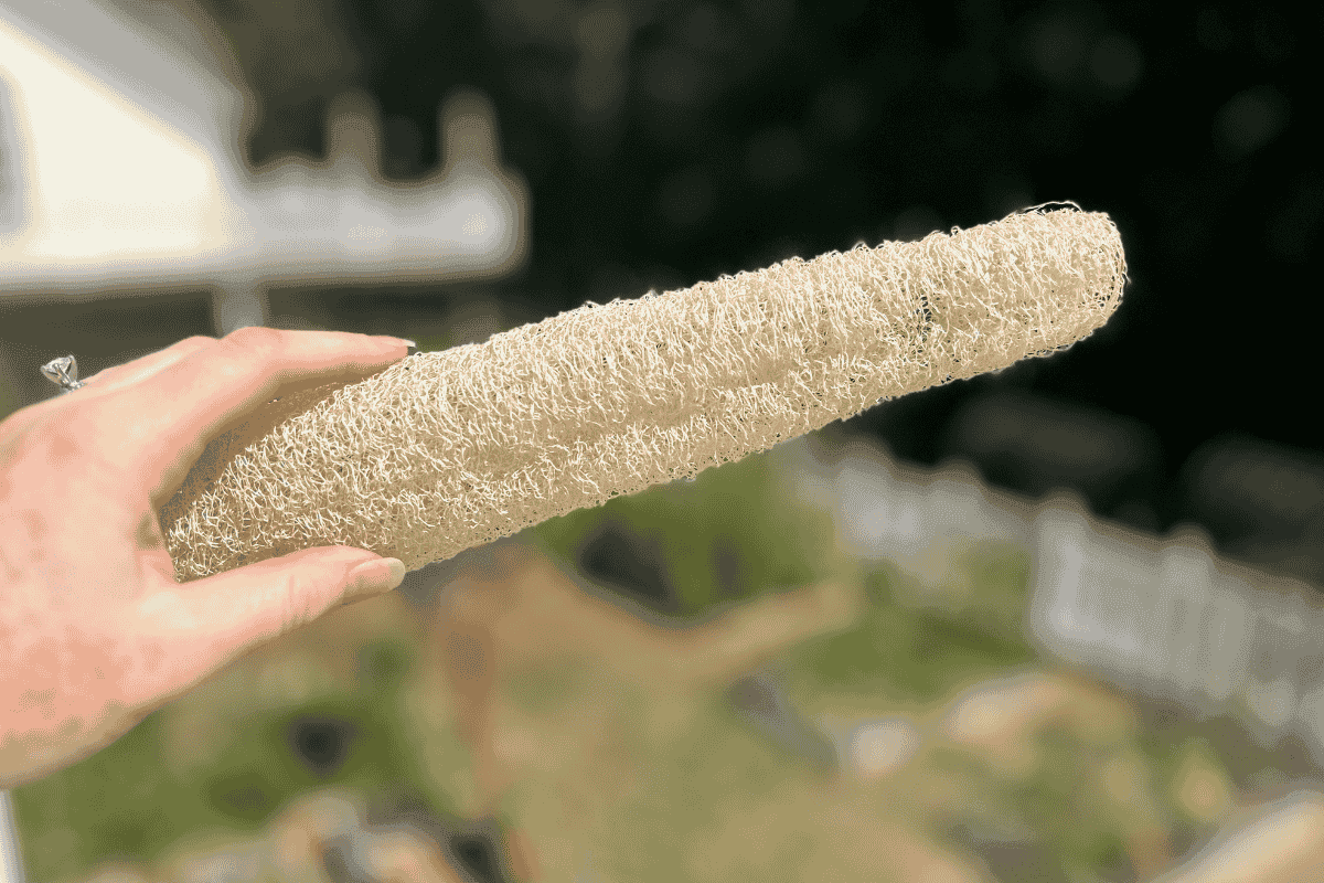 How to Harvest Homegrown Luffa in 6b (loofah) - A Hint of Homestead