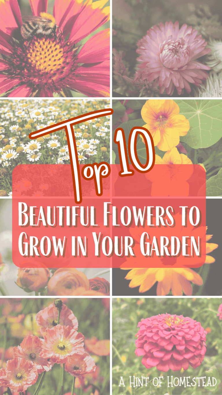 Top 10 Beautiful Flowers to Grow in Your Garden - A Hint of Homestead