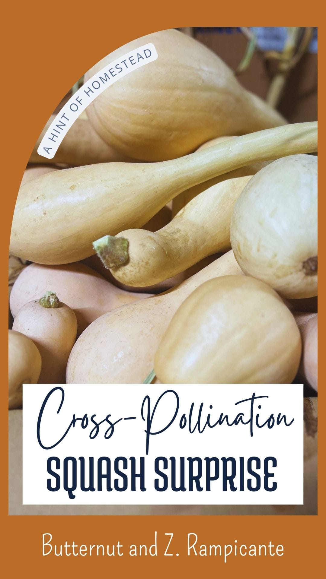 Butternut Squash and Z. Rampicante Cross Pollination Surprise - A Hint ...