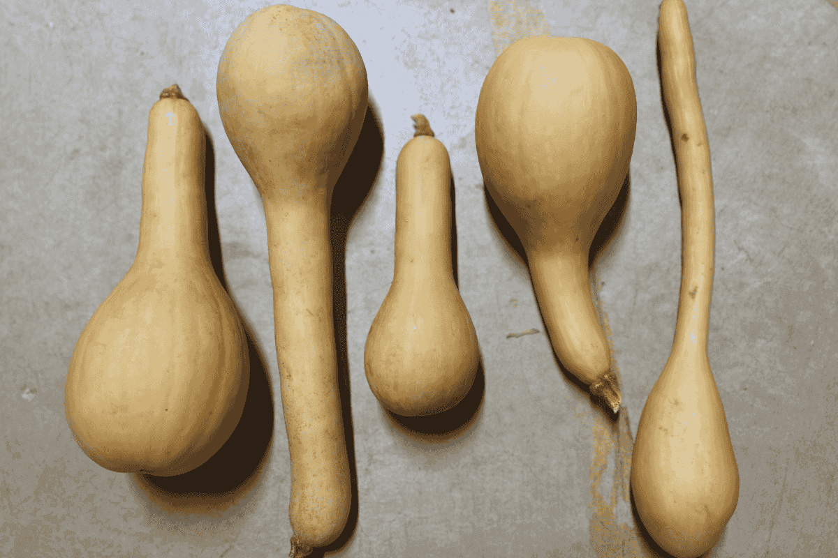 Butternut Squash and Z. Rampicante Cross Pollination Surprise - A Hint ...