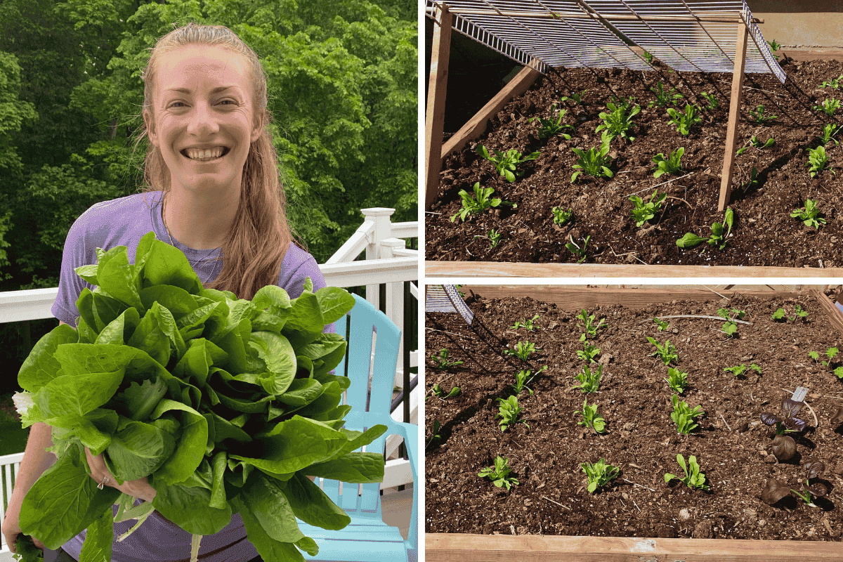 Sowing Carrot and Lettuce Seeds the Easy Way with Cornstarch - A Hint ...