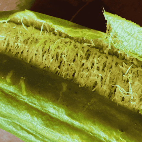 How to Harvest Homegrown Luffa in 6b (loofah) - A Hint of Homestead