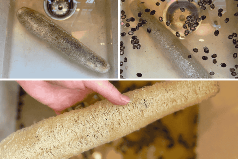 How to Harvest Homegrown Luffa in 6b (loofah) - A Hint of Homestead