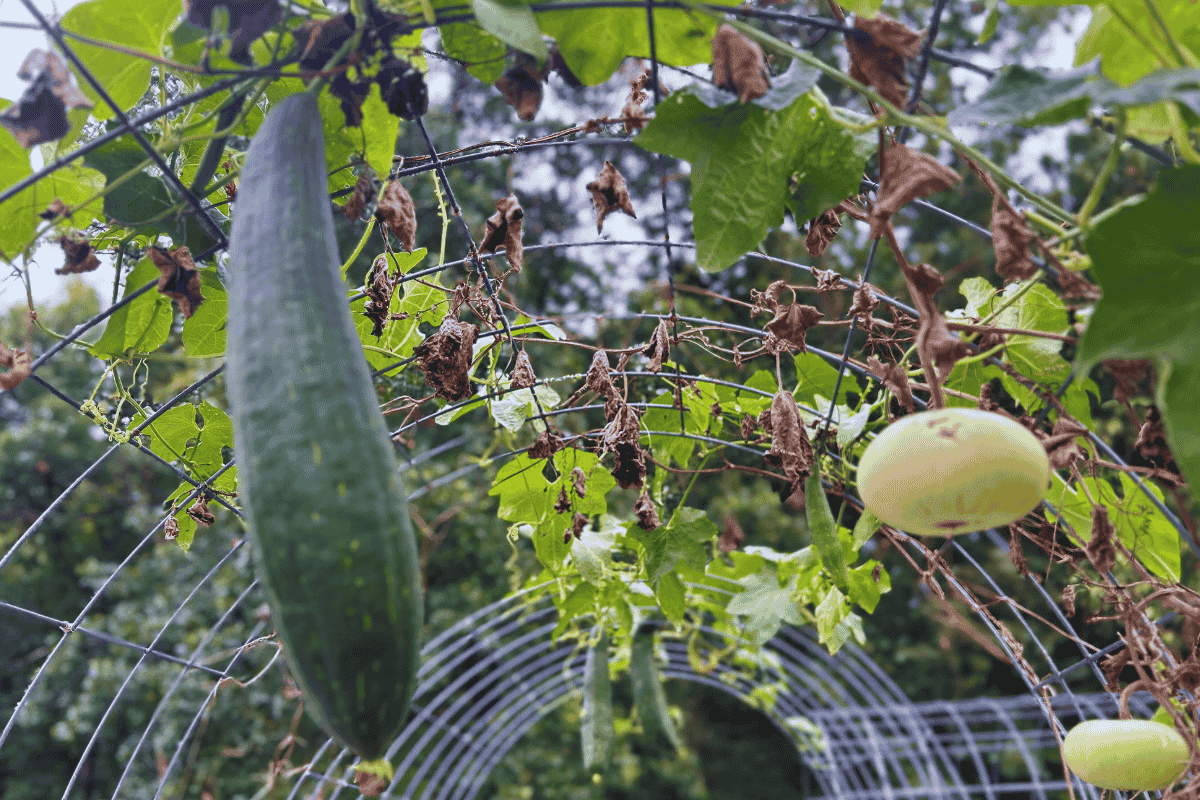 How to Harvest Homegrown Luffa in 6b (loofah) - A Hint of Homestead
