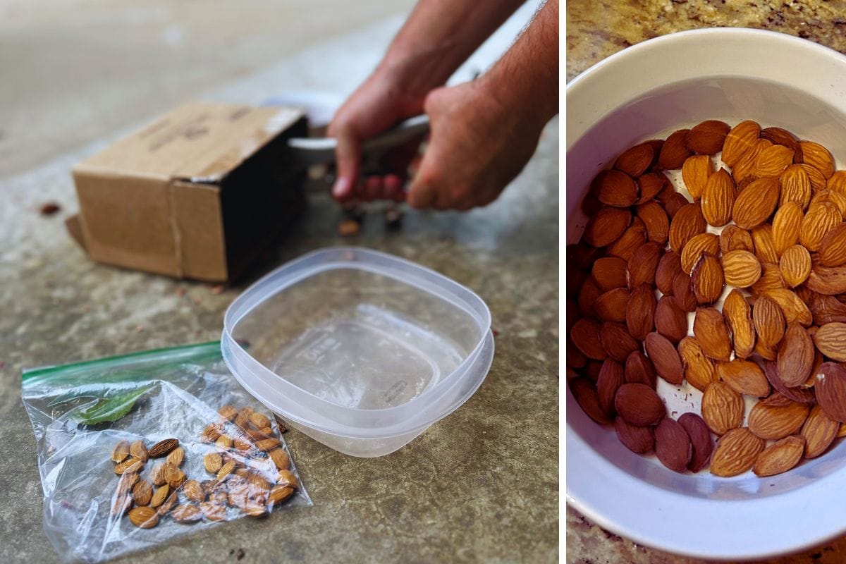 How to Make Almond Extract from Peach Pits - A Hint of Homestead