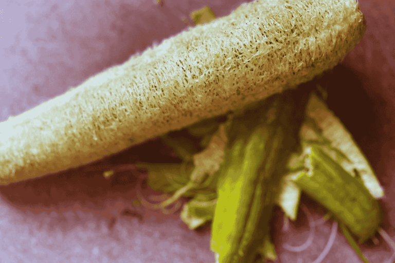 How to Harvest Homegrown Luffa in 6b (loofah) - A Hint of Homestead
