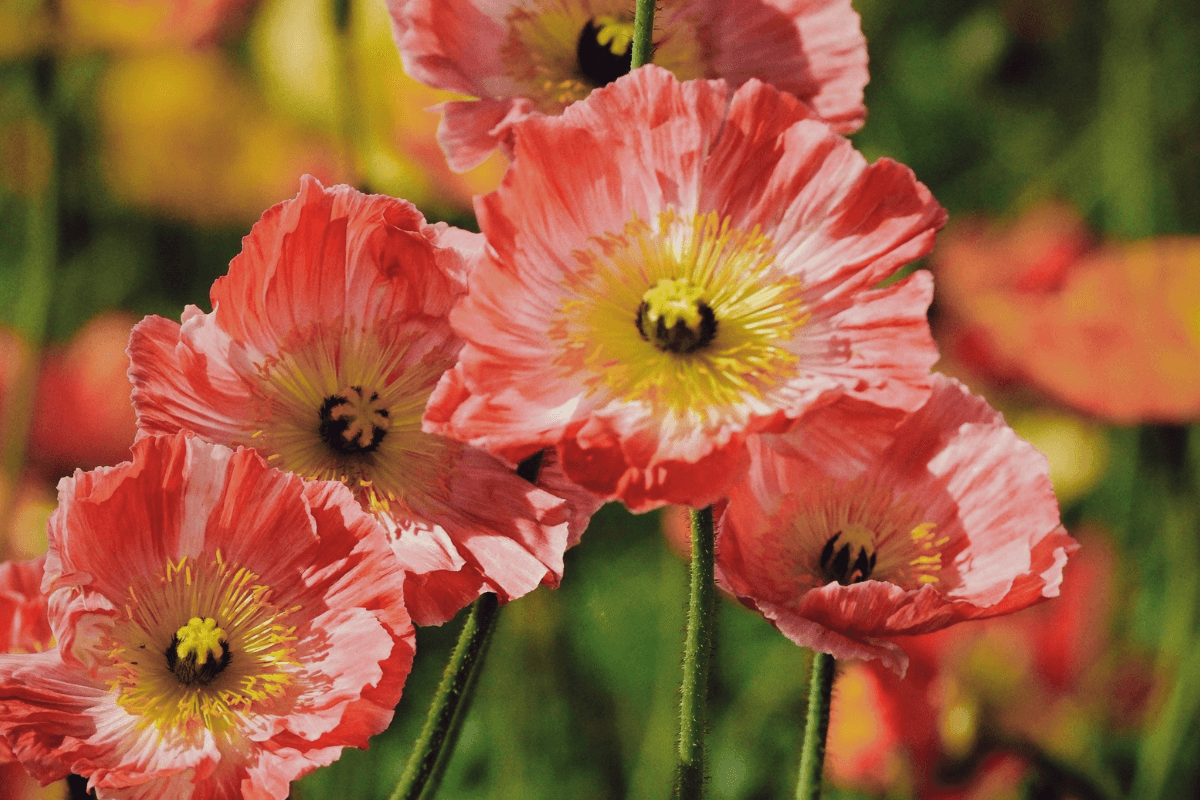 Top 10 Beautiful Flowers to Grow in Your Garden - A Hint of Homestead