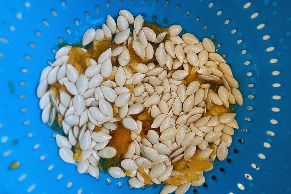 Simple Roasted Homegrown Pumpkin Seeds Recipe - A Hint of Homestead