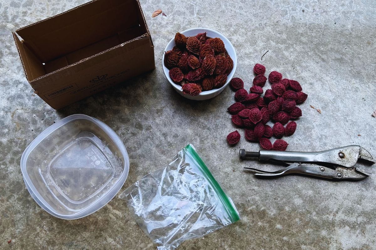 How to Make Almond Extract from Peach Pits - A Hint of Homestead