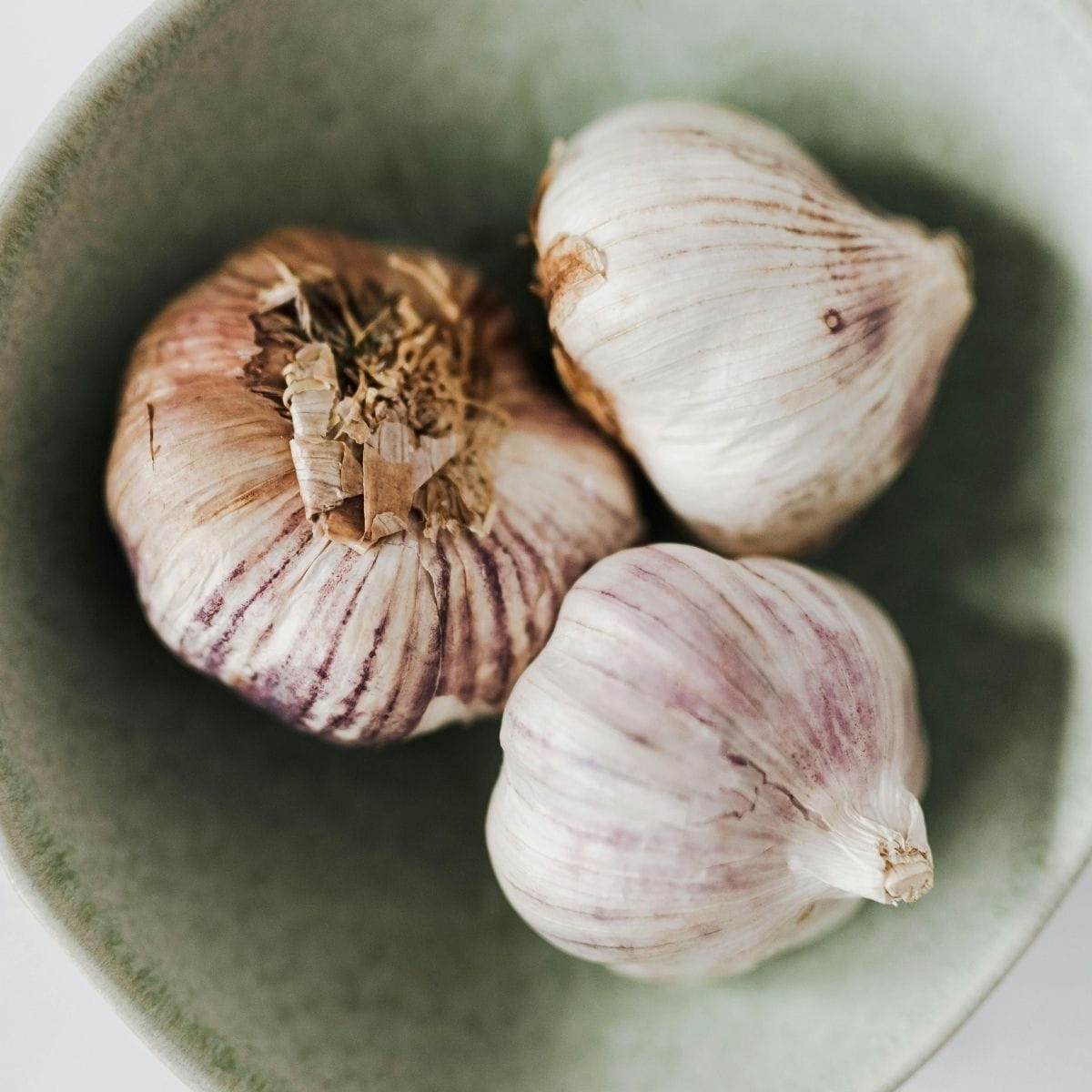 Best Bulbs to Plant in Fall for the Beginner: Garlic - A Hint of Homestead