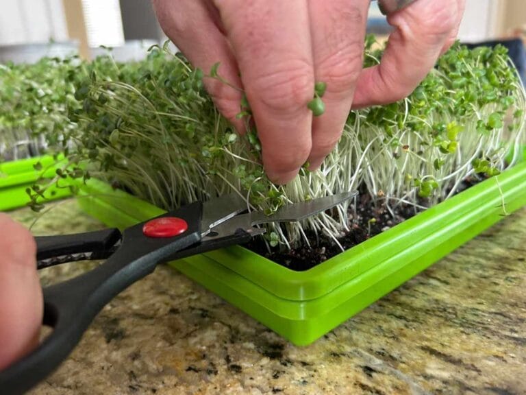 How to Grow Microgreens: A Growing Guide - A Hint of Homestead
