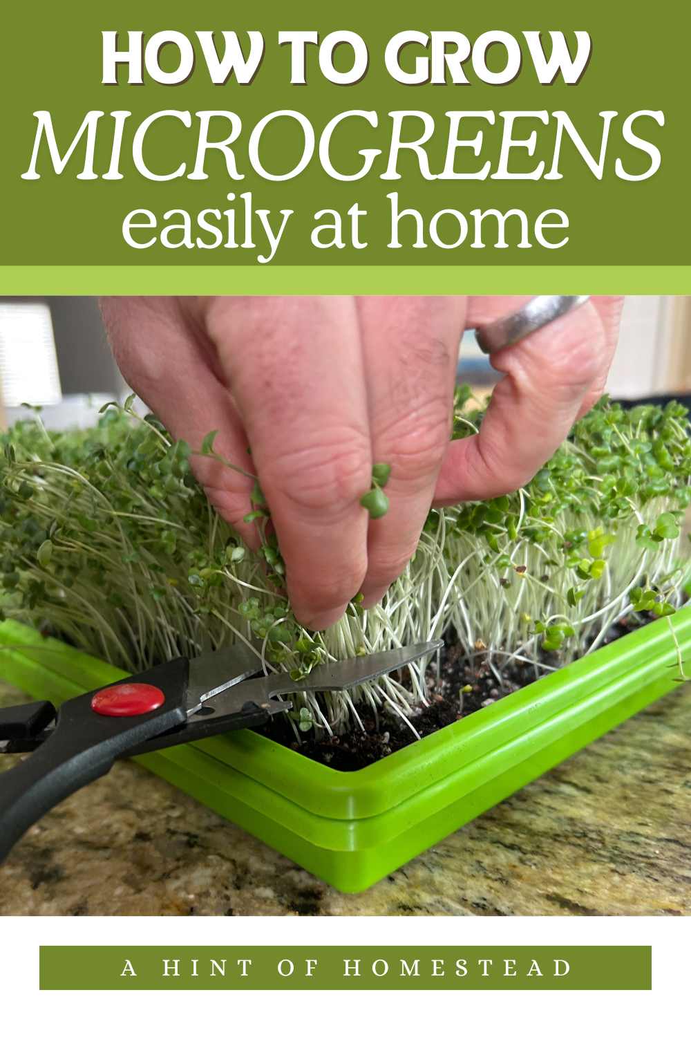 How to Grow Microgreens: A Growing Guide - A Hint of Homestead
