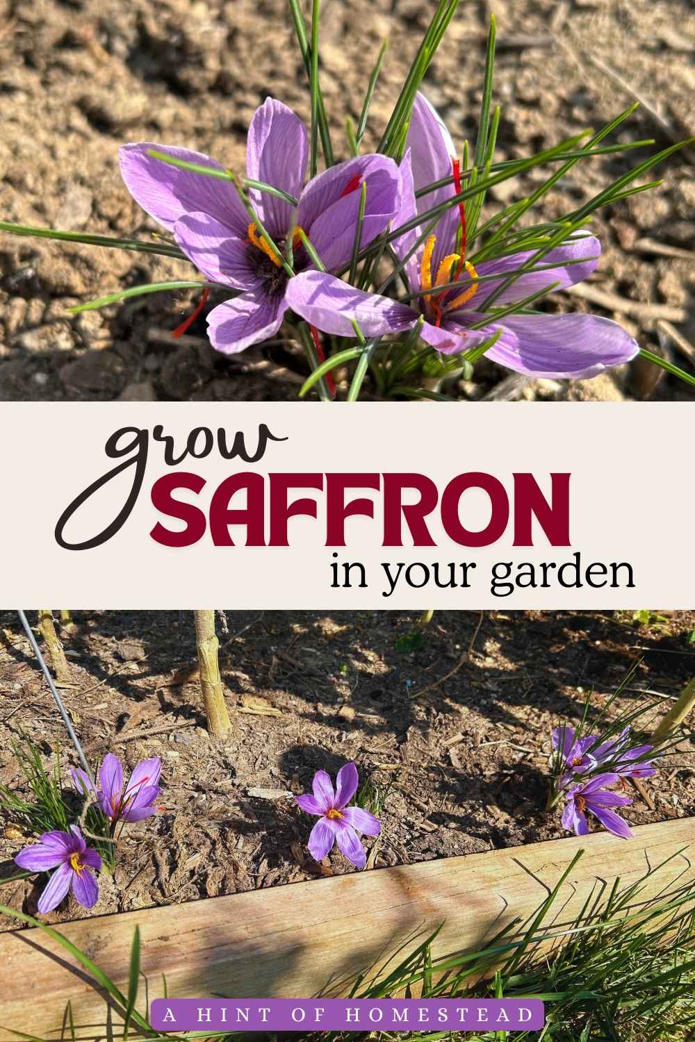 The Benefits of Growing Saffron in Your Garden - A Hint of Homestead