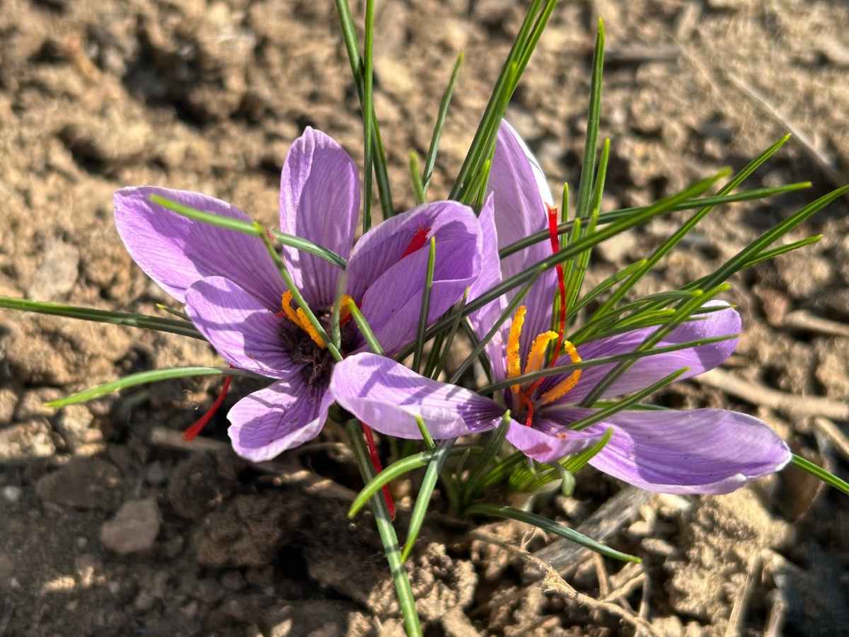 The Benefits of Growing Saffron in Your Garden - A Hint of Homestead