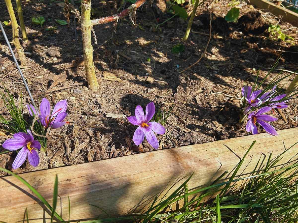 The Benefits of Growing Saffron in Your Garden - A Hint of Homestead