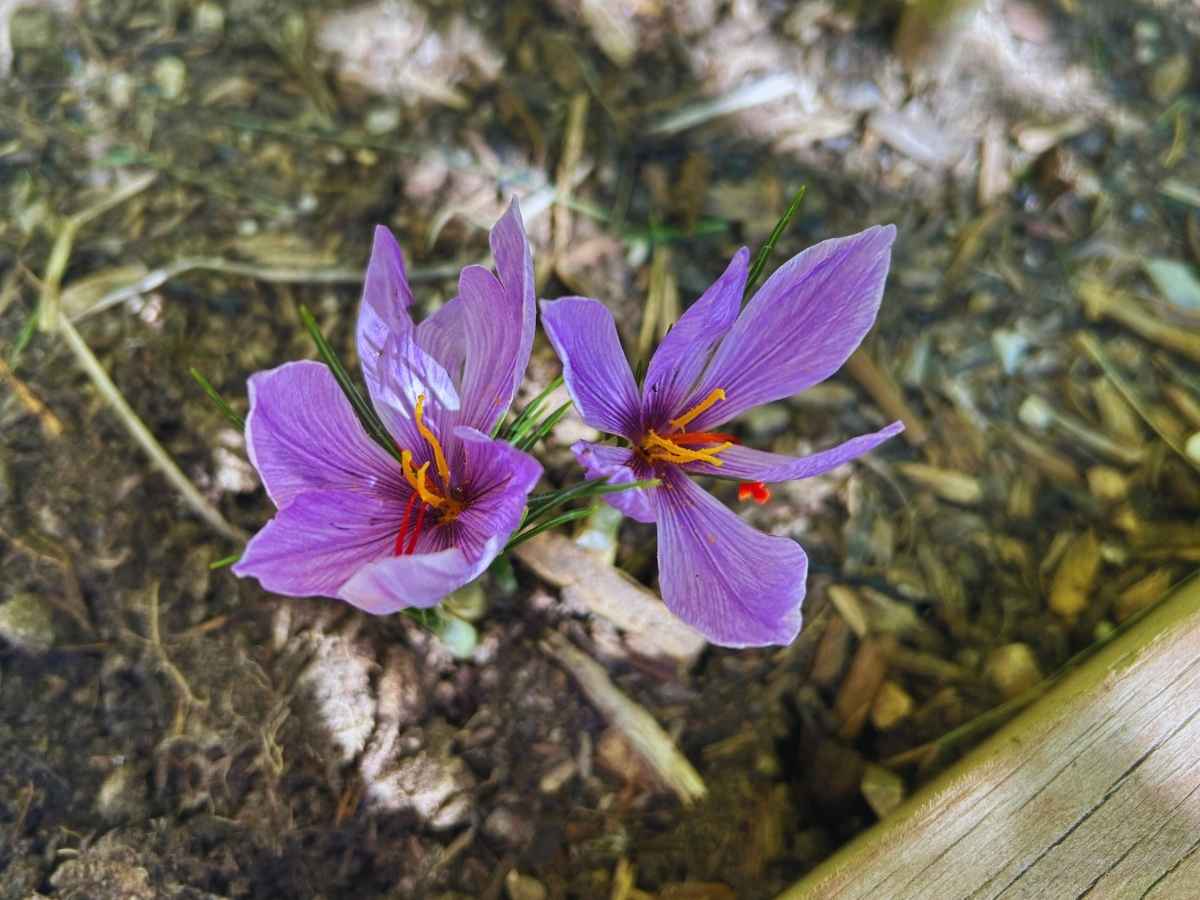 The Benefits of Growing Saffron in Your Garden - A Hint of Homestead