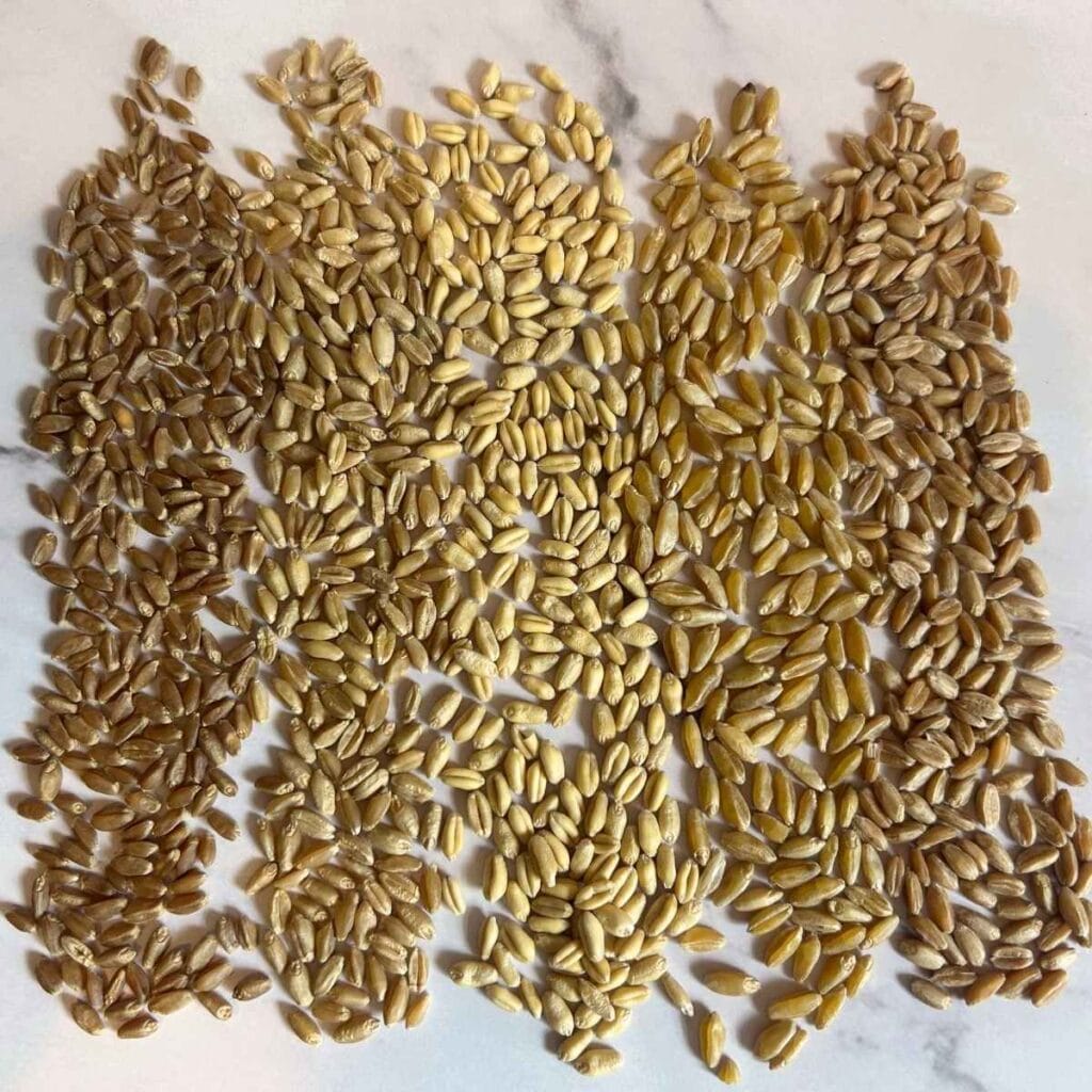 Fresh Milled Flour 101: Beginner's Guide to Milling Grains at Home