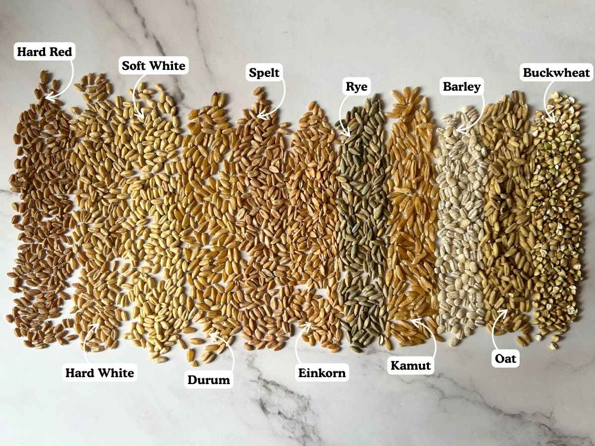 Guide to the Best Grains for Fresh Milling at Home - A Hint of Homestead