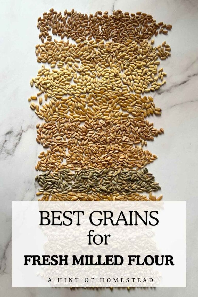 Guide to the Best Grains for Fresh Milling at Home - A Hint of Homestead