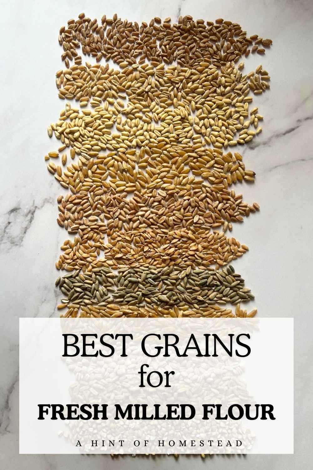 Guide to the Best Grains for Fresh Milling at Home - A Hint of Homestead