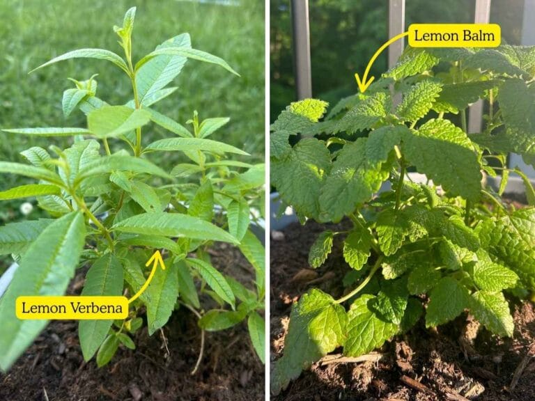 Lemon Balm vs Lemon Verbena: Lemon Scented Herbs